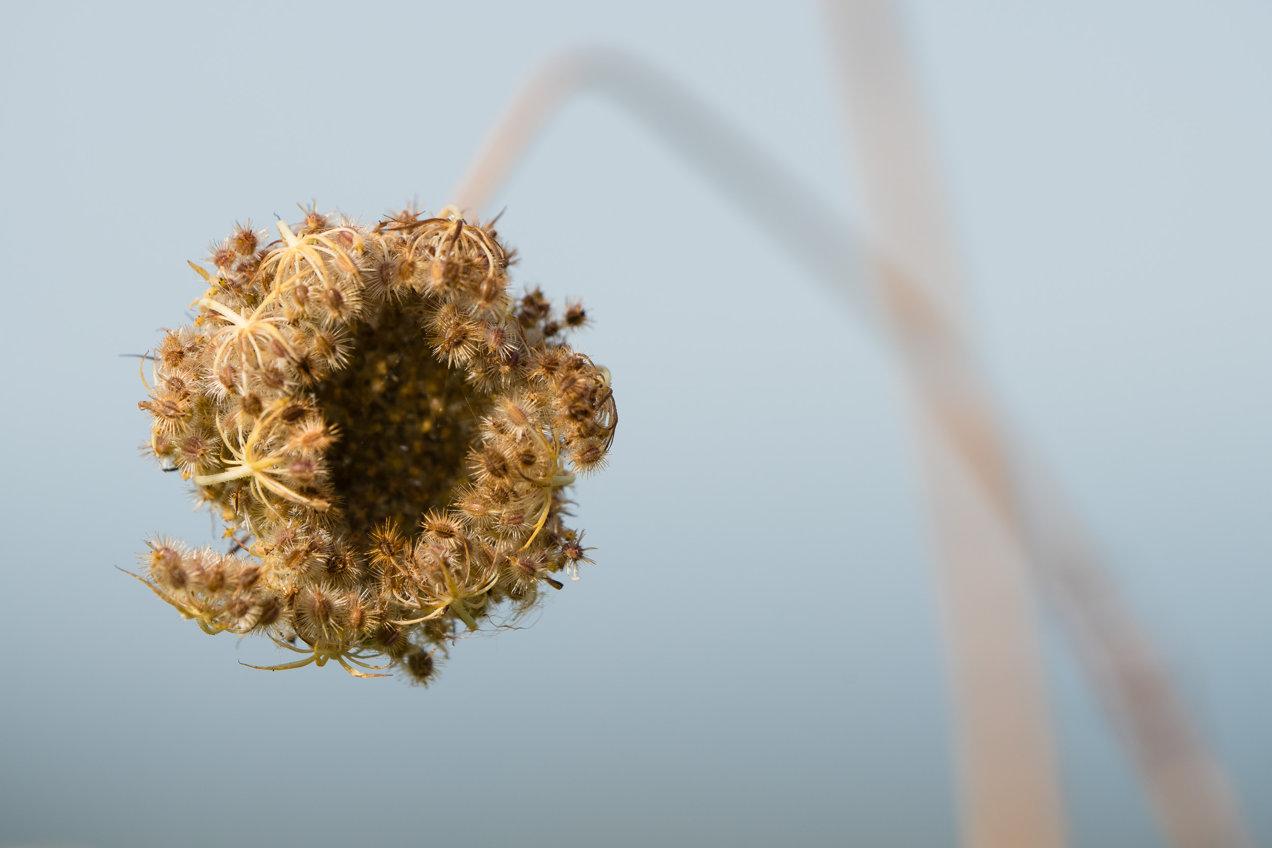 Sony A99 II – First Impressions and a Few Quick Sample Photos ...