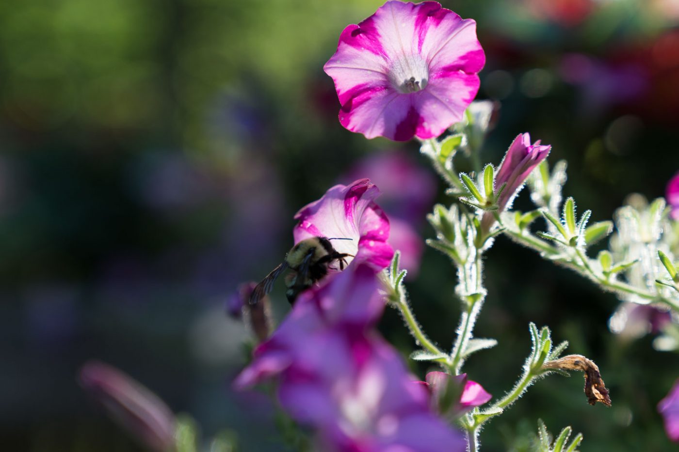 Sony A9 Sample Photos – SonyAlphaLab