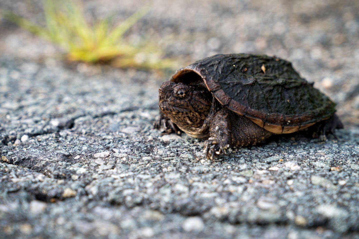 Sony A9 Sample Photos – SonyAlphaLab