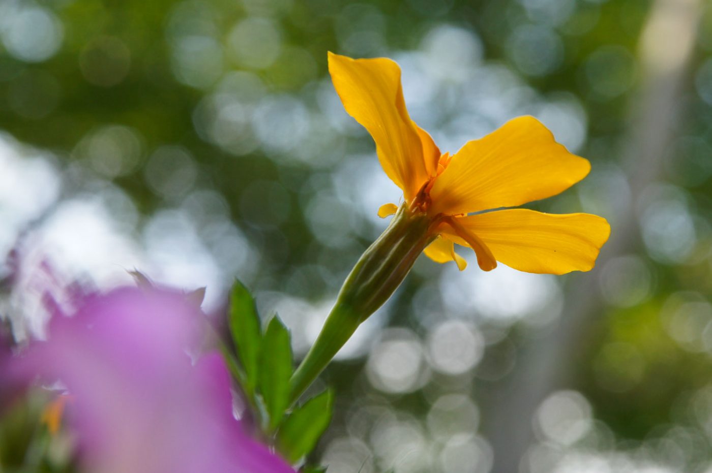 Sony Alpha 35 Sample Photos – SonyAlphaLab