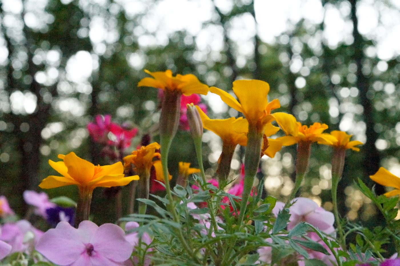 Sony Alpha 35 Sample Photos – High ISO Test Shots – SonyAlphaLab