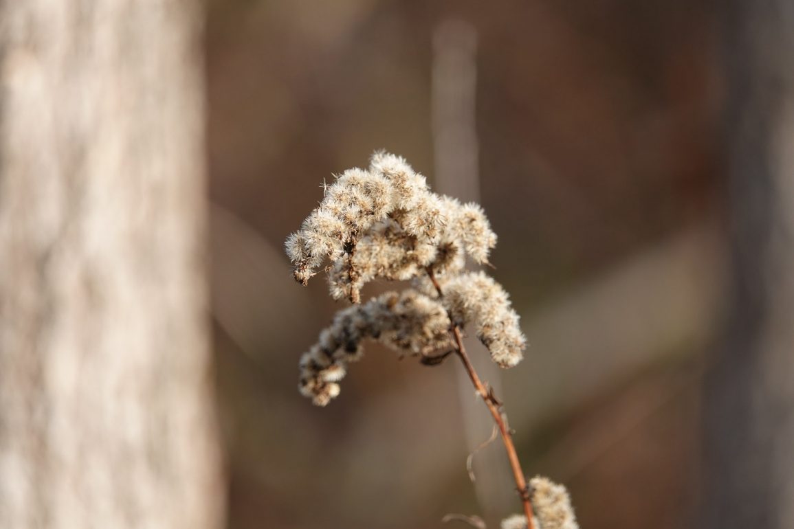 Sony RX10 IV Sample Photos – SonyAlphaLab