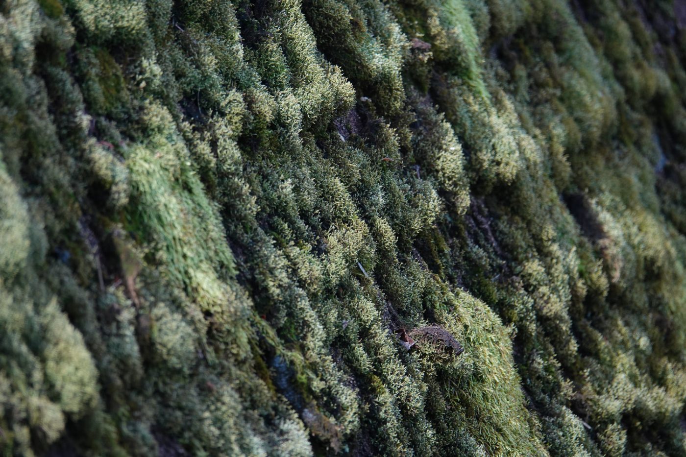 Sony RX10 IV Sample Photos – SonyAlphaLab