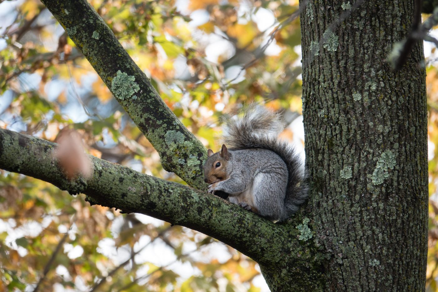 Sony RX10 IV Sample Photos – SonyAlphaLab