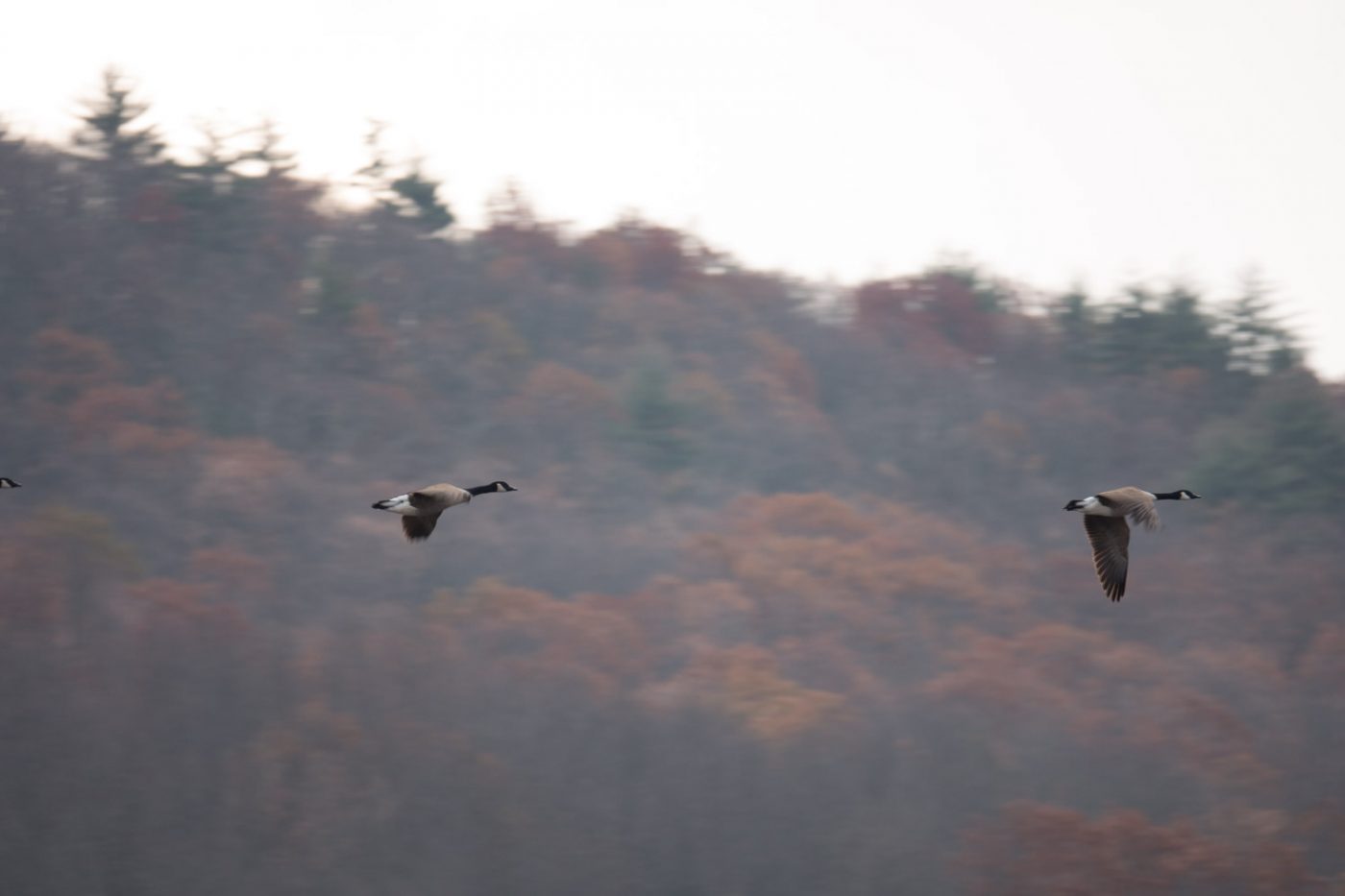 Sony RX10 IV Sample Photos – SonyAlphaLab