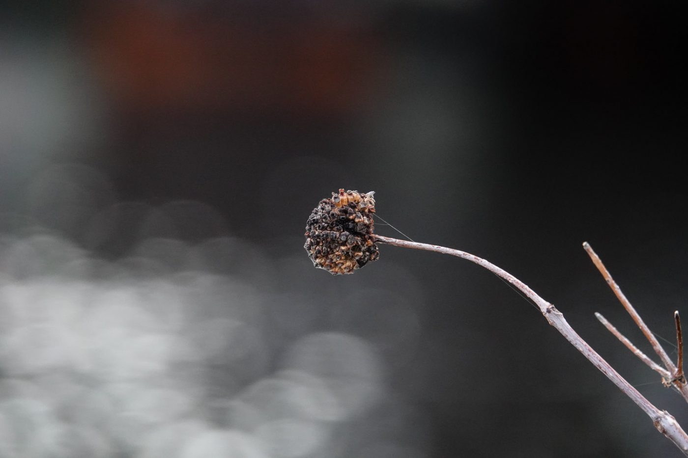 Sony RX10 IV Sample Photos – SonyAlphaLab