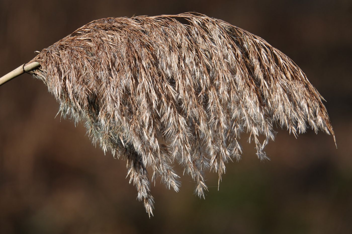 Sony RX10 IV Sample Photos – SonyAlphaLab