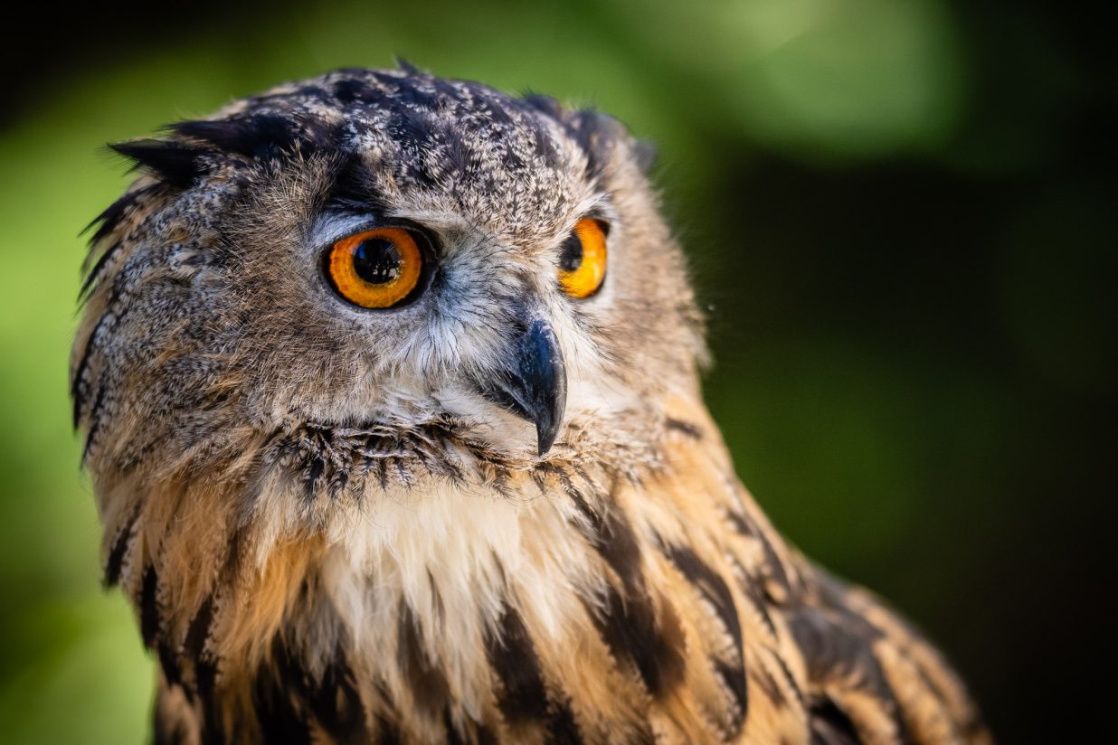 My Sony RX100 VA Review | Real World Perspective, Lab, and More ...